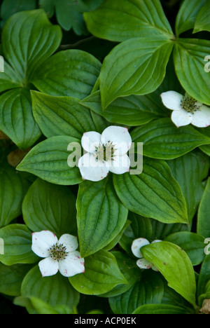 Cornus sp Cornus sp Stock Photo - Alamy