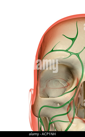 The lymph supply of the face Stock Photo - Alamy