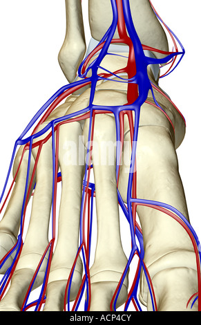 Dorsal Venous Arch of Foot Anatomy Stock Photo - Alamy