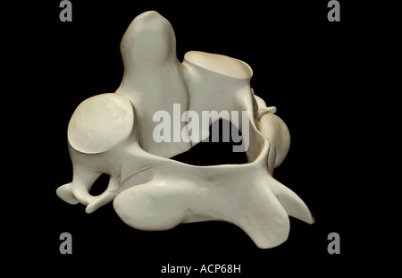 The axis bone Stock Photo: 13175107 - Alamy