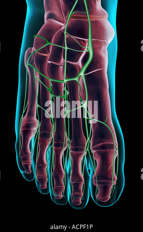 The lymph supply of the foot Stock Photo - Alamy