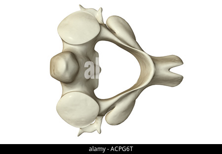 The axis bone Stock Photo: 13175107 - Alamy