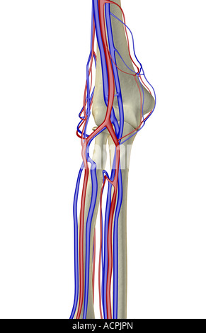The blood supply of the elbow Stock Photo - Alamy
