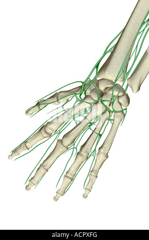 The lymph supply of the hand Stock Photo - Alamy