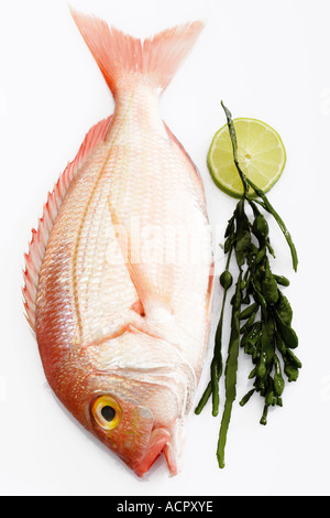 Raw Gilthead Sea bream fish fillets on a butcher cutting board ...