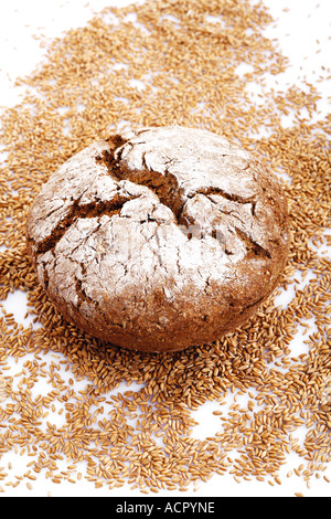 spelt wheat Triticum spelta grains Stock Photo - Alamy