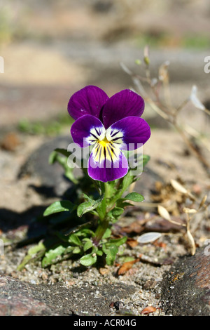 Wild Pansy Heartsease Viola tricolor single flower Germany Stock Photo ...