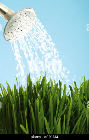 Green spring grass in close up. Spring background with green leaves of ...