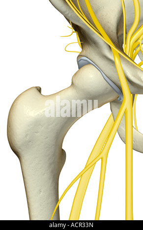 The nerves of the hip Stock Photo: 13175504 - Alamy