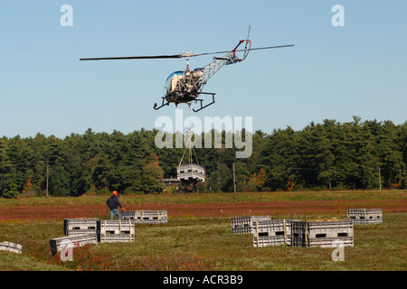 Autumn Cranberry Harvest Carver Massachusetts Stock Photo - Alamy