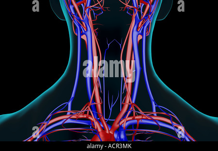 Veins of the neck, illustration Stock Photo - Alamy
