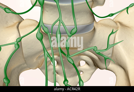 The lymph supply of the pelvis Stock Photo - Alamy