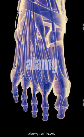 Illustration of the muscles of the foot. This is a dorsal view of the ...