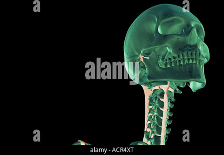 The ligaments of the head and neck Stock Photo - Alamy