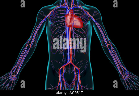 Illustration of the human heart blood supply and internal structures ...