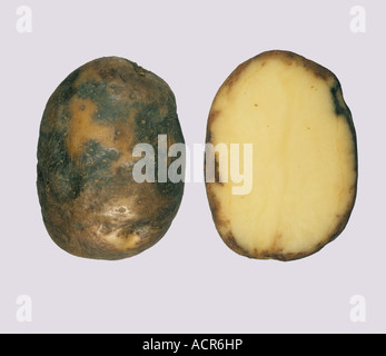 Disease damaged potato crop / potato tuber. Discarded cropped potato ...