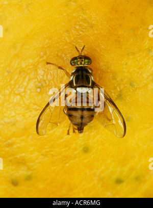 Oriental fruit fly (Bactrocera dorsalis) adult fly with irridescent ...
