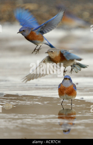 Western Bluebird (Sialia mexicana) flying, California, USA, North ...