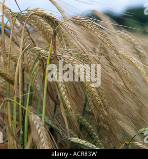 Ears of two-row malting barley (Hordeum vulgare) used in malt ...