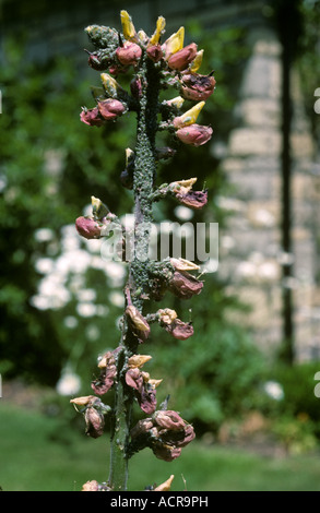 Lupin aphid Macrosiphum albifrons infestation on a lupin stem Stock ...