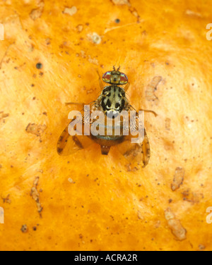 Mediterranean fruit fly (Ceratitis capitata Stock Photo - Alamy