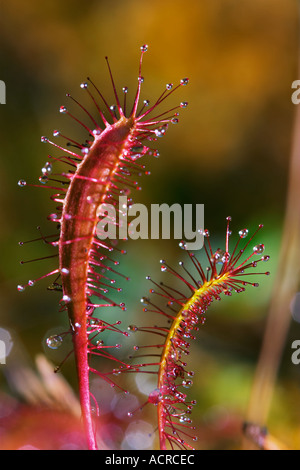 Great Sundew growing in Nuuksio National Park Finland Stock Photo - Alamy