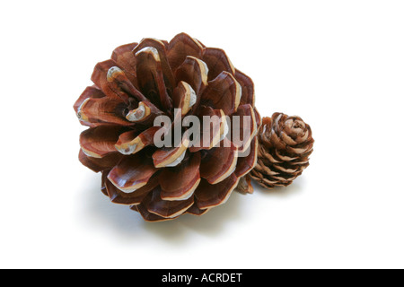 pine cone duo isolated on white background Stock Photo - Alamy