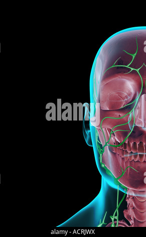 The lymph supply of the face Stock Photo - Alamy