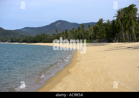 Coconut palms (Cocos nucifera), Mae Nam Beach, Ko Samui, Thailand Stock ...