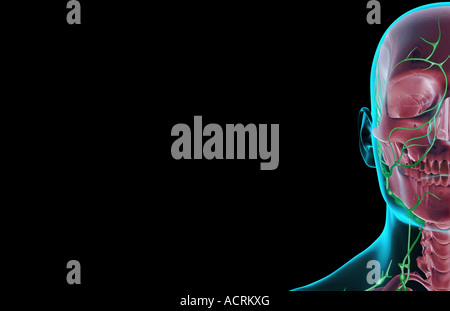 The lymph supply of the face Stock Photo - Alamy