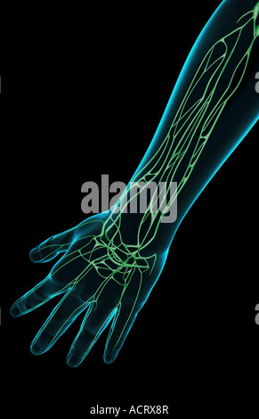 The lymph supply of the forearm Stock Photo - Alamy