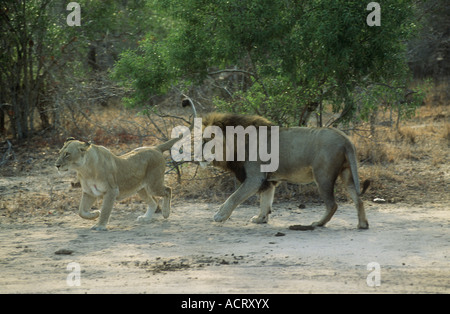 Male and female lion during mating ritual Stock Photo - Alamy