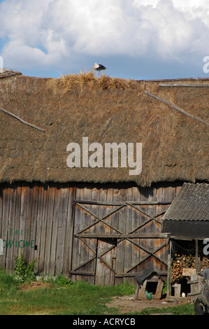 Stork nest on the old thatched barn Stock Photo - Alamy
