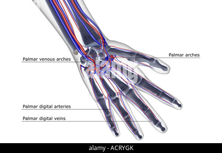 The blood supply of the hand Stock Photo - Alamy