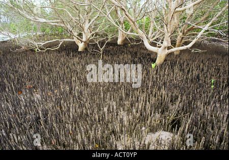 trunk of white mangrove tree Avicennia marina surrounded by aerial ...