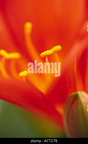 Clivia, Closeup Of The Flowers Stock Photo - Alamy