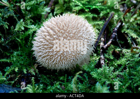 Spiny Puffball (Lycoperdon echinatum) Fungi Stock Photo - Alamy