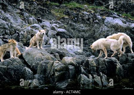 Inuit Sled dog, or Qimmiq, Greenland Western Coast, Davis Straight ...