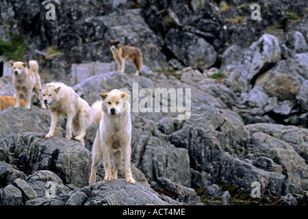 Inuit Sled dog, or Qimmiq, Greenland Western Coast, Davis Straight ...