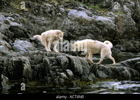 Inuit Sled dog, or Qimmiq, Greenland Western Coast, Davis Straight ...