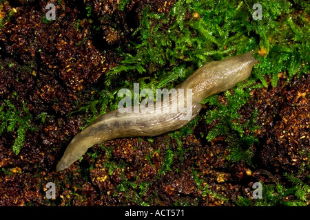 Tree Slug - Limax marginatus Stock Photo - Alamy