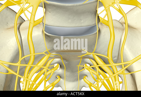 Human pelvic nerves, illustration Stock Photo - Alamy