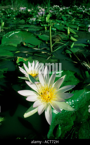 close up of white and yellow flowers Stock Photo - Alamy