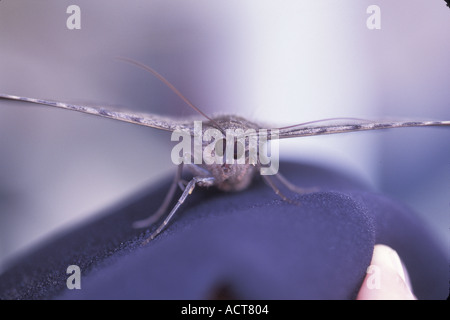 moth butterfly bahamas caribbean Stock Photo - Alamy
