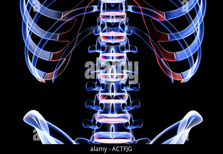 The bones of the lower back Stock Photo - Alamy
