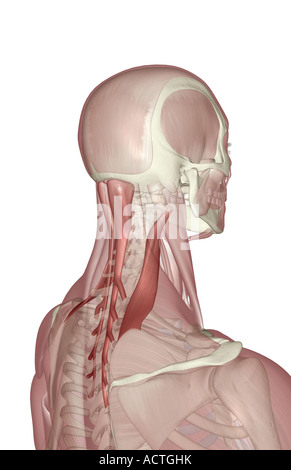 Semispinalis capitis muscle, illustration Stock Photo - Alamy