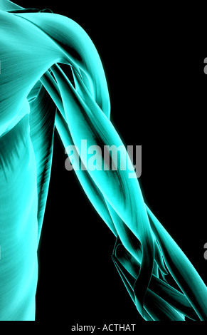 Upper Arm Muscles Stock Photo - Alamy