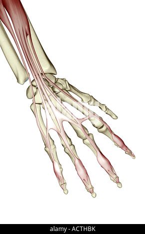 Extensor digitorum muscle, illustration Stock Photo - Alamy