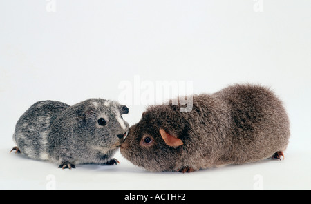 Guinea Pigs English silver agouti white crested slate blue gold argente ...