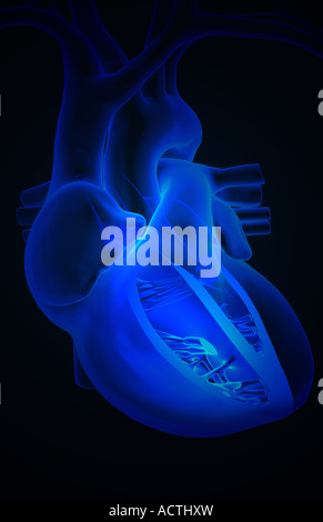 Anatomy of a human heart, front and side view, 3d illustration Stock ...